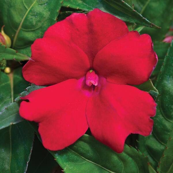 SunPatiens 1.25 Qt. Compact Red SunPatiens Impatiens Outdoor Annual ...