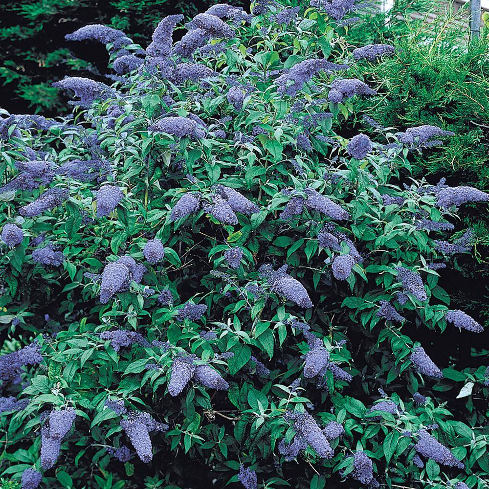 DIRECT GARDENING Blue Flowering Butterfly Bush Buddleia Deciduous ...