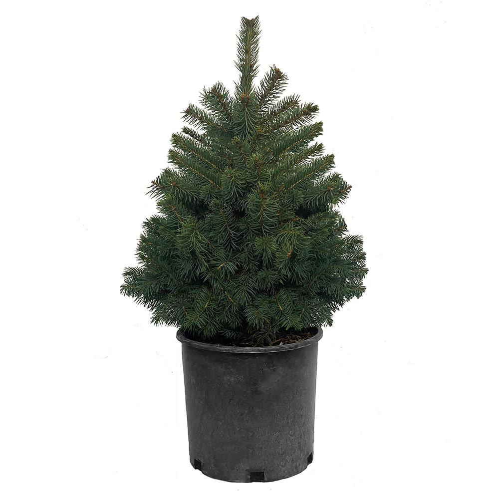 2 Gal. Colorado Blue Spruce Pyramidal Evergreen Tree with Blue-Gray ...