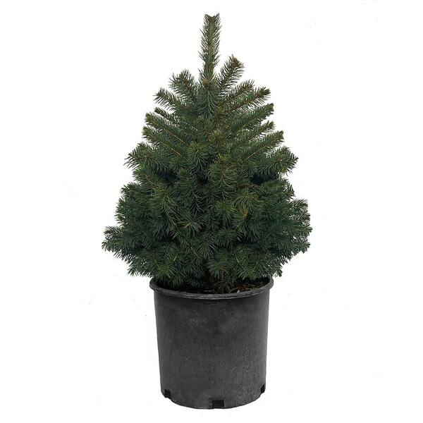 2 Gal. Colorado Blue Spruce Pyramidal Evergreen Tree with Blue-Gray ...