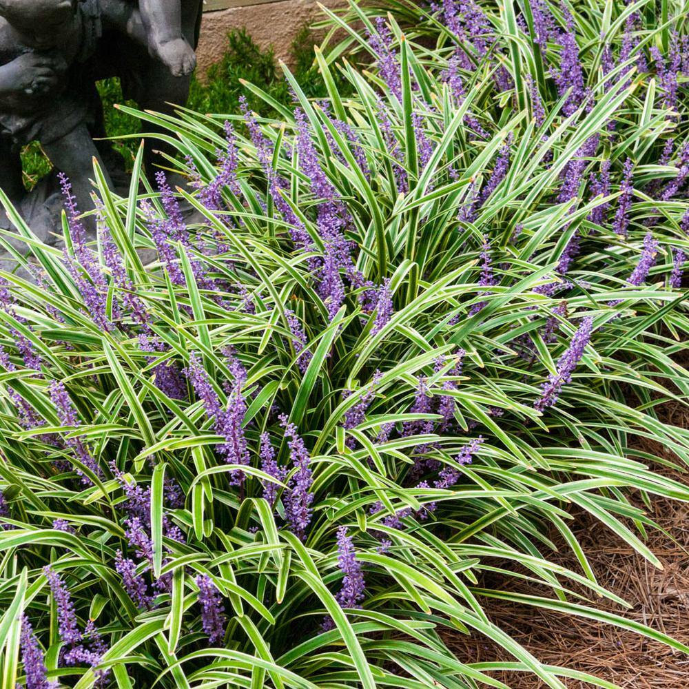 Spring Hill Nurseries Variegated Liriope, Bare Root Perennial ...