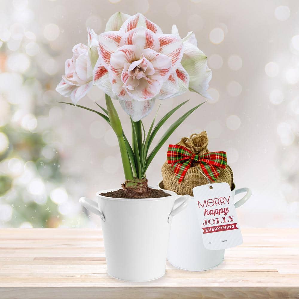 Garden State Bulb 26/28 cm Galaxy Nymph Double White Amaryllis Bulb Kit ...