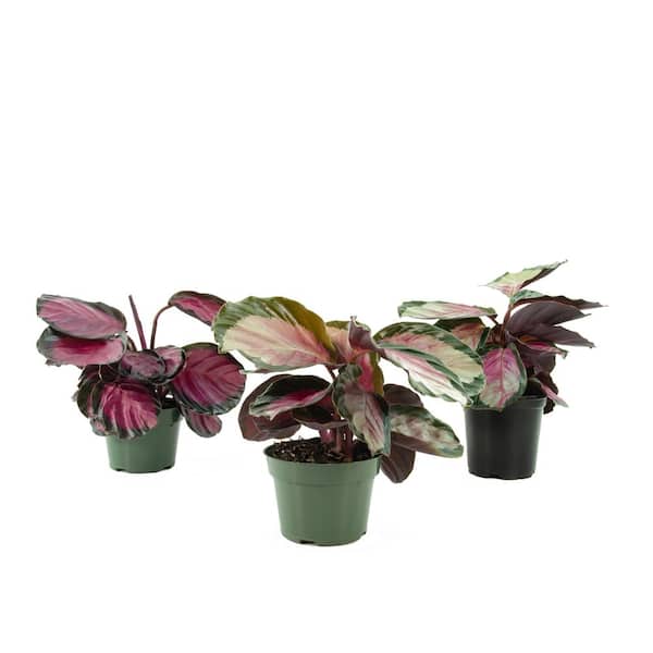 national PLANT NETWORK Red Rosy Calathea (Calathea) in 4 in. Grower ...