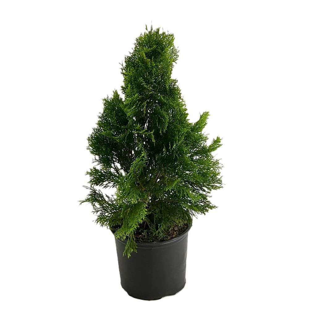 BELL NURSERY 1 Gal. Emerald Green Arborvitae (Thuja smaragd) Live ...