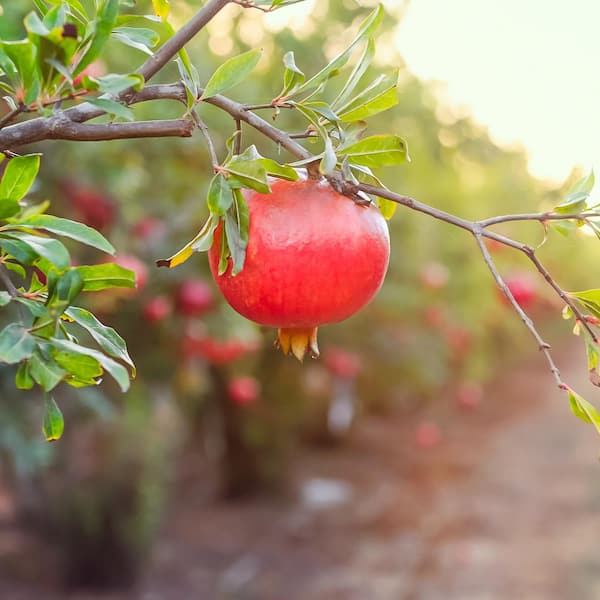Growing Pomegranate Trees In Florida