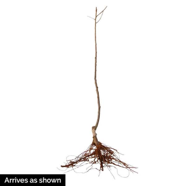 Have a question about DIRECT GARDENING McIntosh Reachables Apple ...