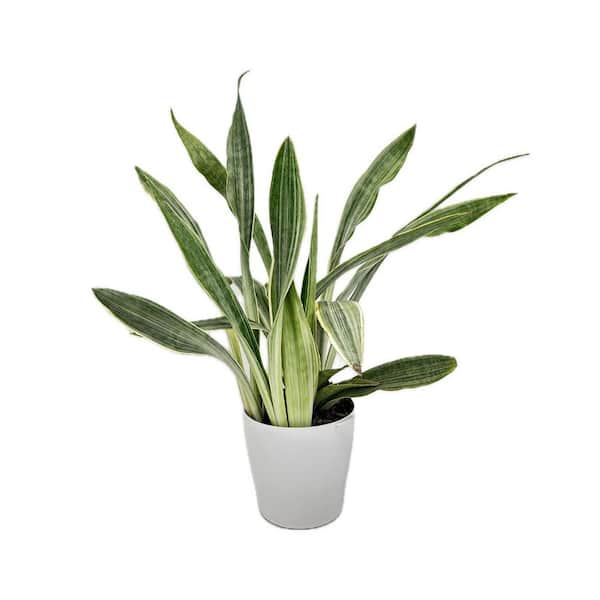 EVERBLOOM GROWERS, INC. 6 in. ZZ Plant in Deco Pot 6ZANZ - The Home Depot