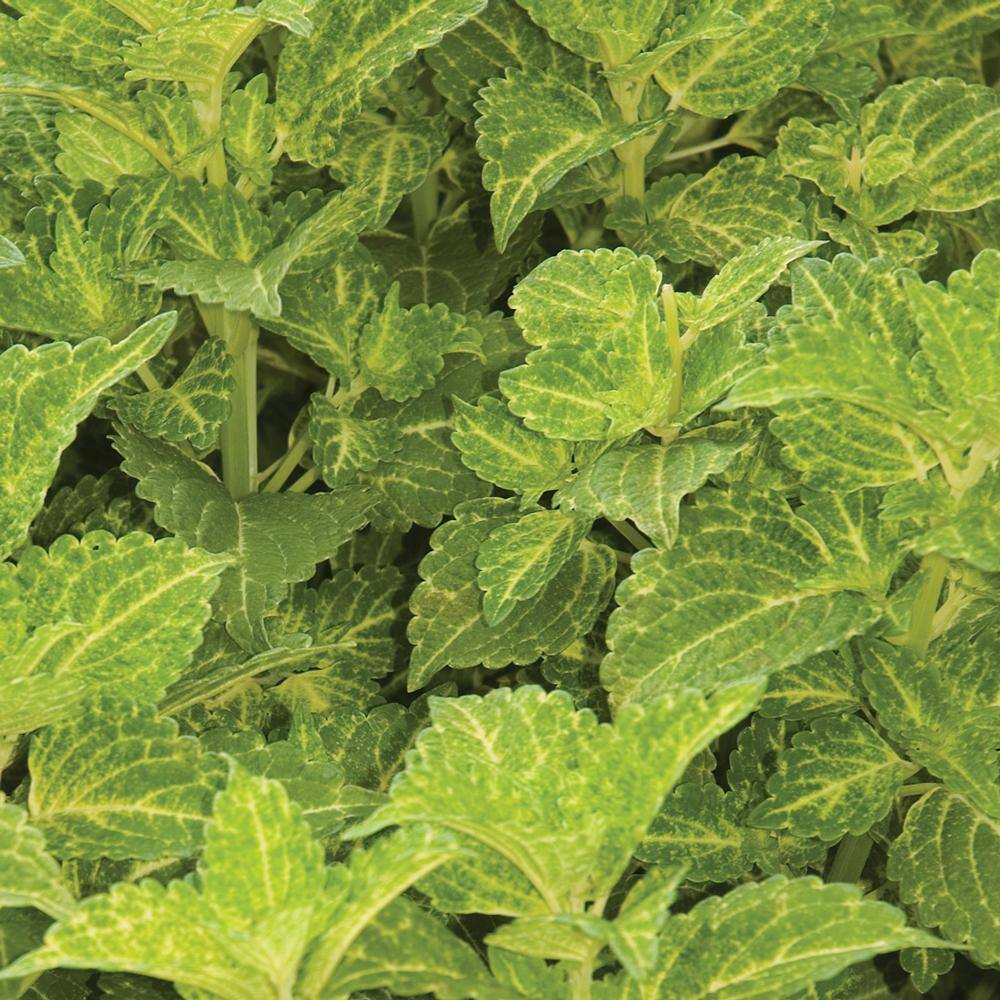 1.88-Pint Lime Coleus Plant (8-Pack) 7892 - The Home Depot