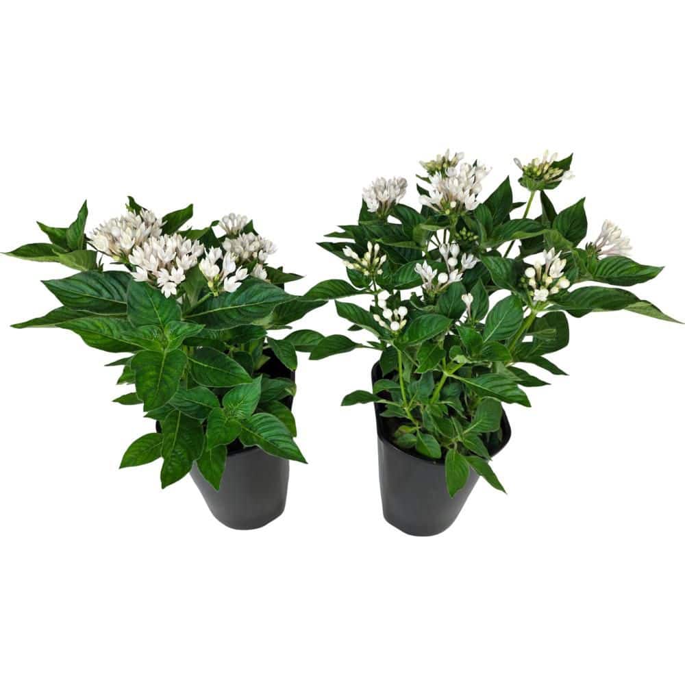 Pure Beauty Farms 2.5 qt. Penta Live Plant with White Flowers in 6.33 ...