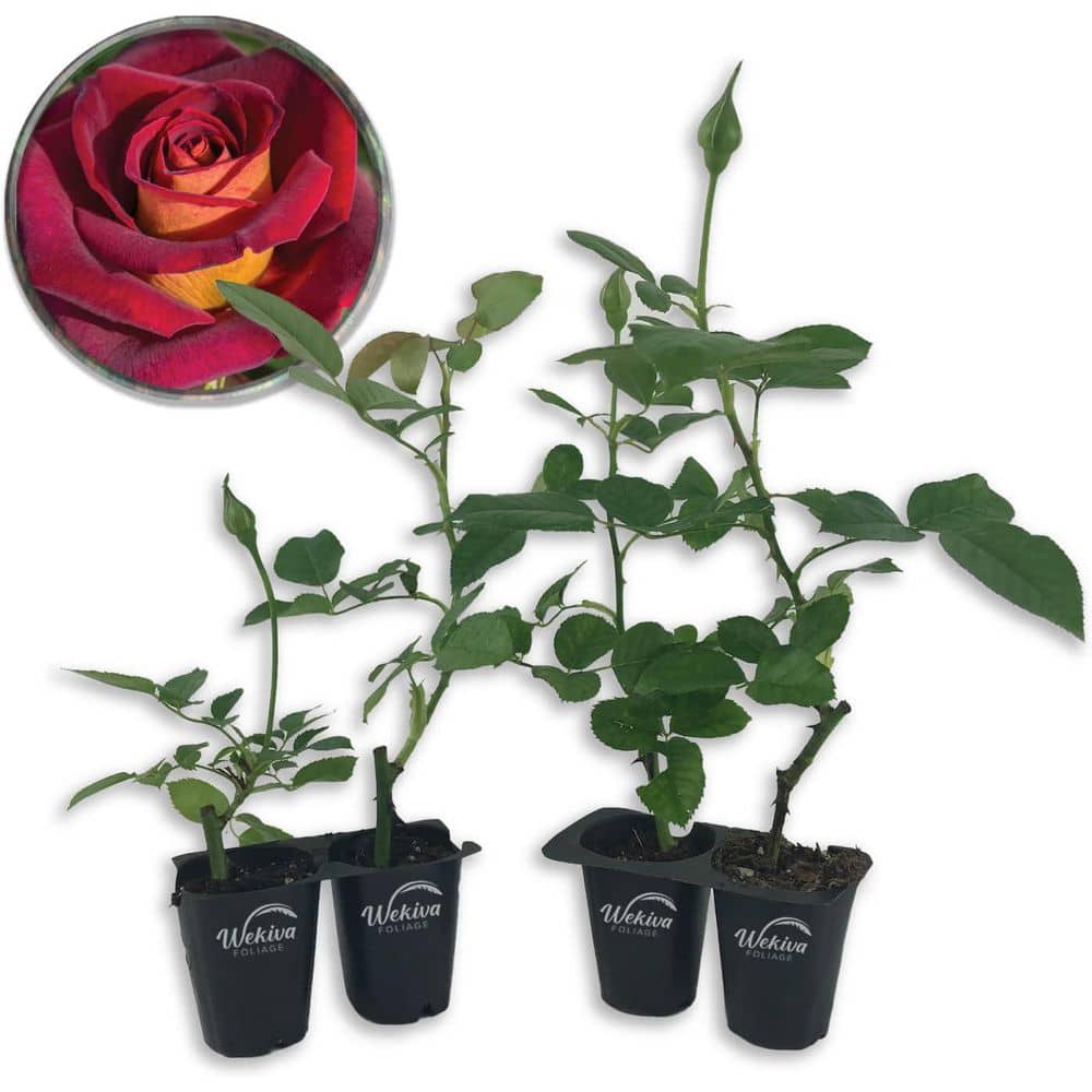 Wekiva Foliage Dark Night Rose Bush-4 Live Starter Plants in 2 in. Pots ...