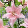 Garden State Bulb 14 cm/16 cm, Double Elodie Asiatic Lily Flower Bulbs ...