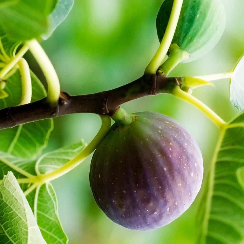 7 Gal. Chicago Hardy Fig Plant FIGCHI07G - The Home Depot
