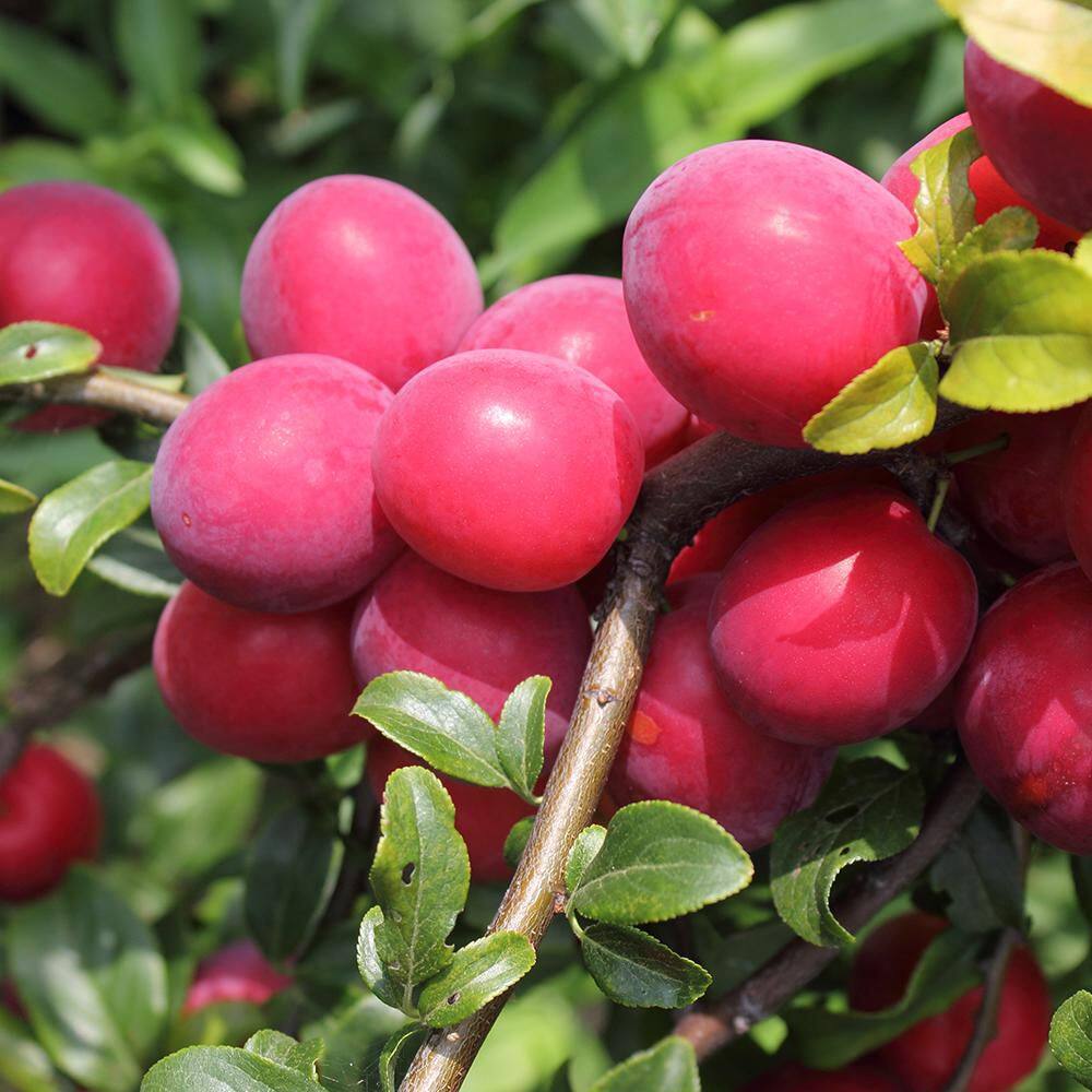 7 gal. Ozark Plum Fruit Tree PLUOZA07G - The Home Depot