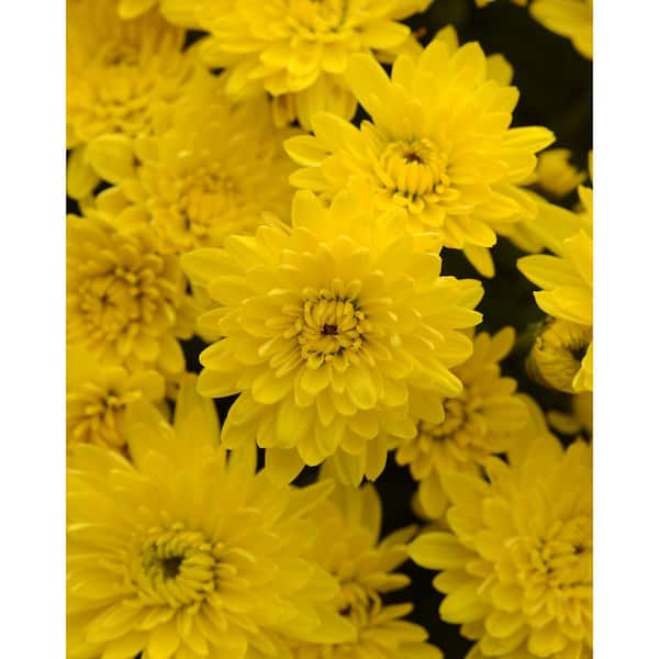 Yellow Chrysanthemum Bouquet