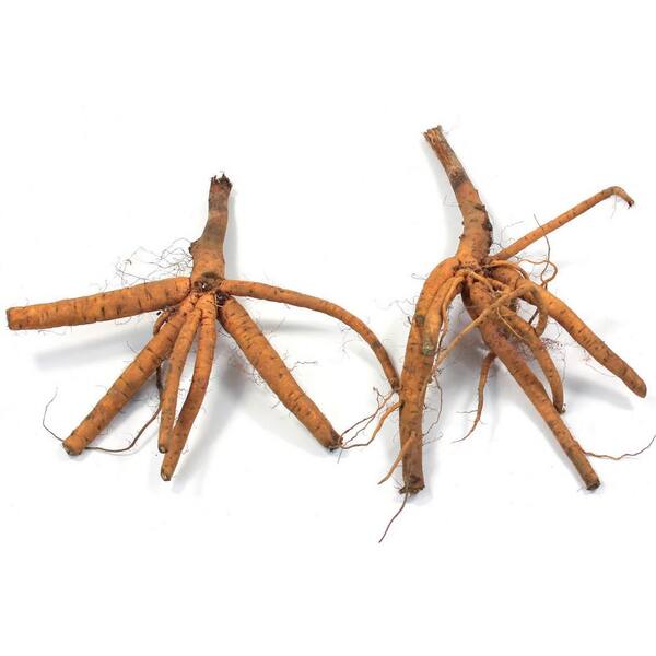 national PLANT NETWORK Bare Root Giant Hibiscus Duo 2-Piece HD1541 ...