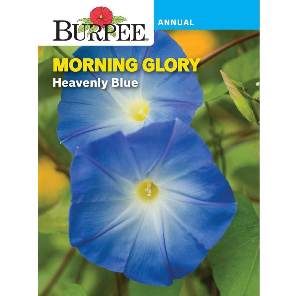 Burpee Heirloom Morning Glory Heavenly Blue Flower Seed 44109 - The ...