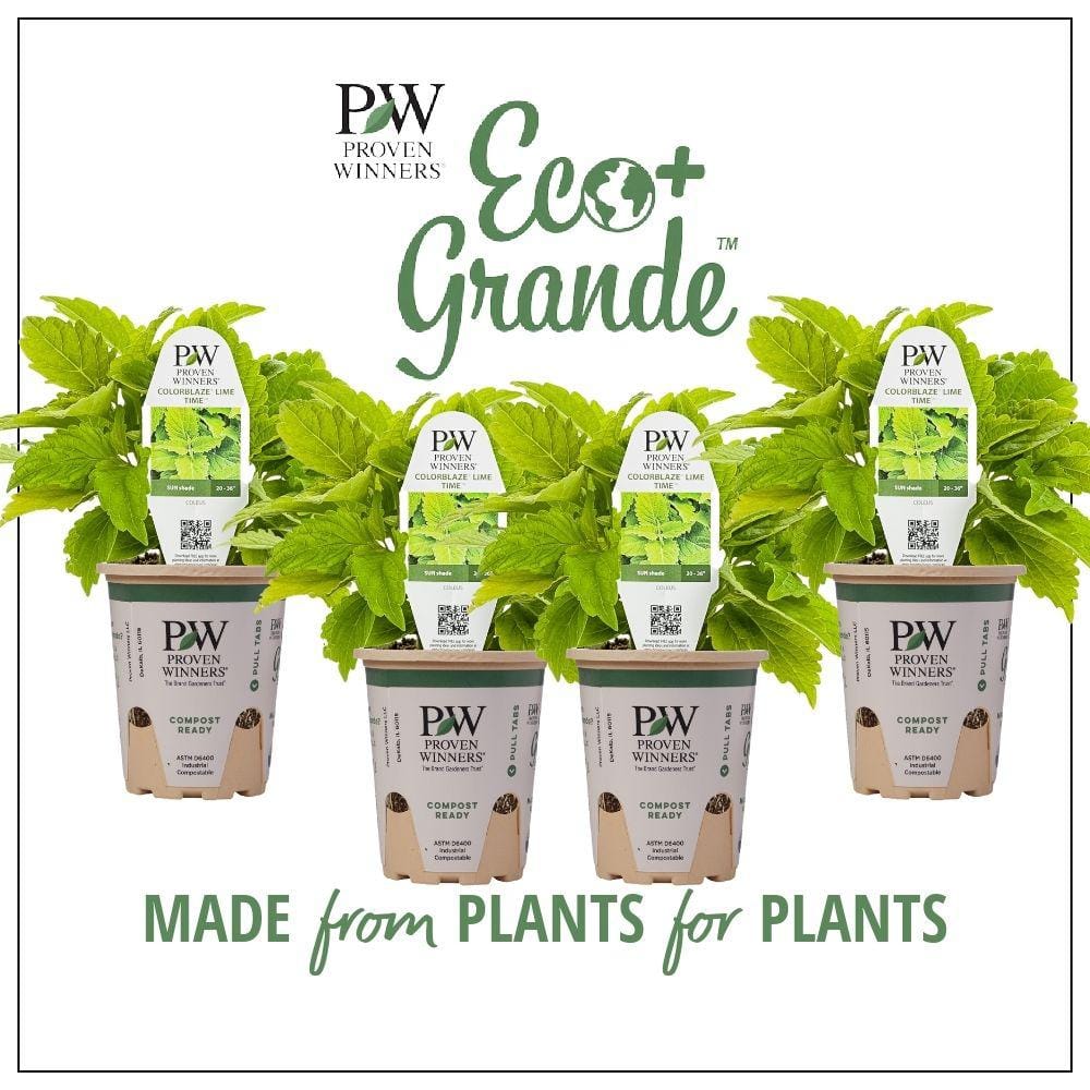 PROVEN WINNERS 4.25 in. Eco+Grande ColorBlaze Lime Time Coleus ...