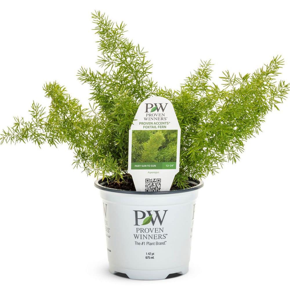 Proven Winners 4.5 in. Qt. Myersii Foxtail Fern (Asparagus Densiflorus ...