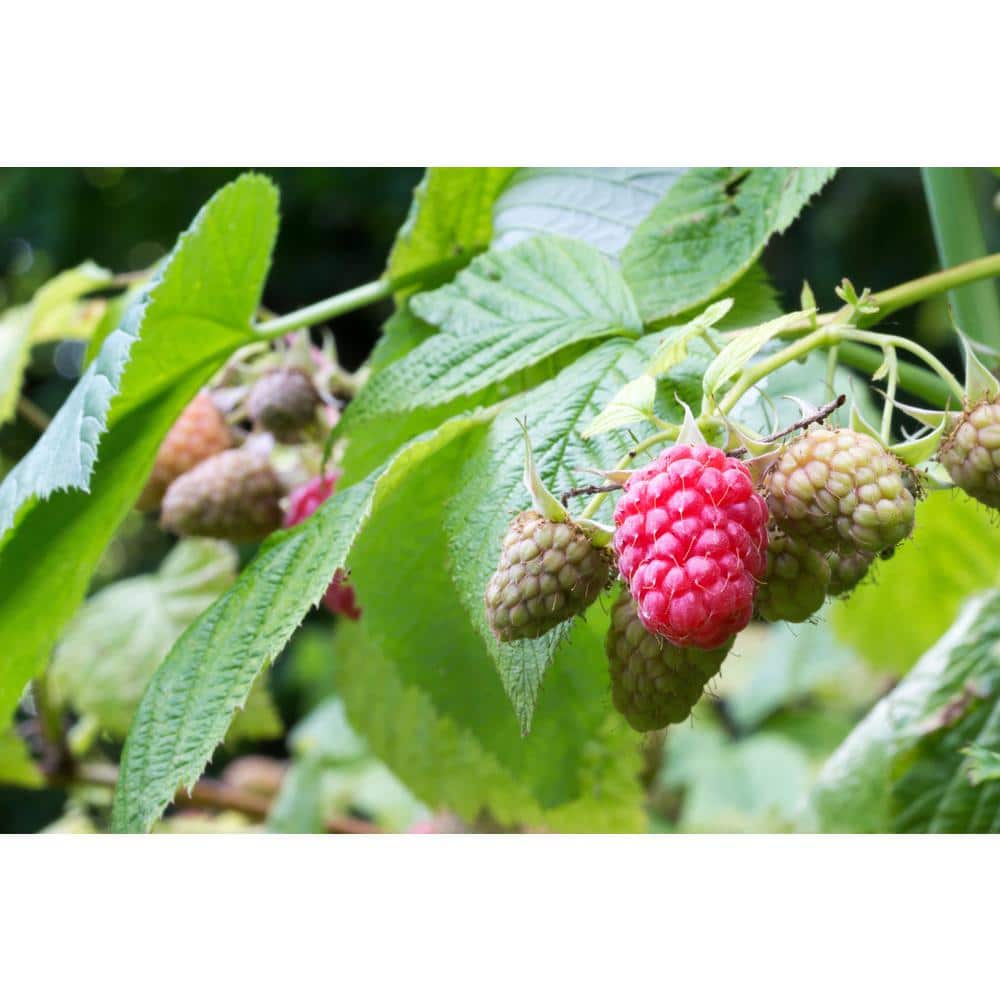BELL NURSERY 1 Gal. Tulameen Raspberry (Rubus) Live Fruiting Plant (1 ...