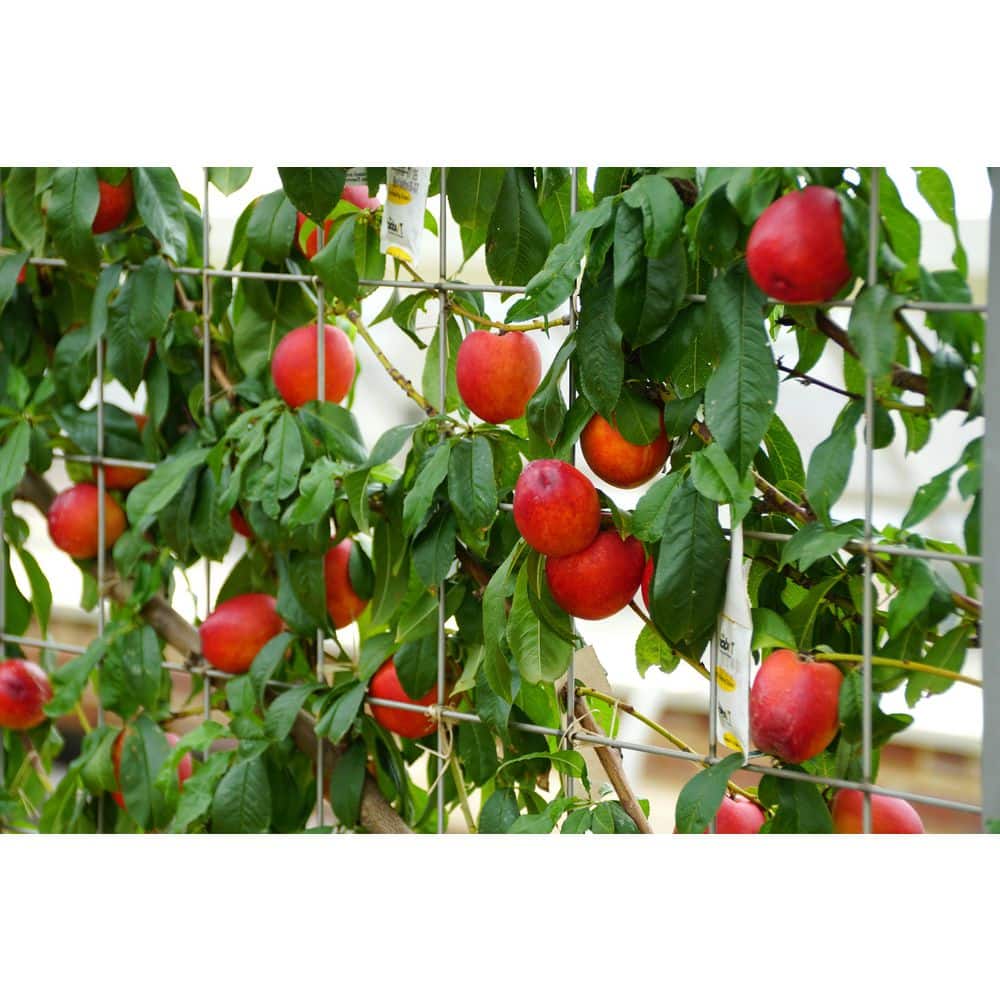 Online Orchards Semi Dwarf Fantasia Nectarine Tree - 3 ft. FTNC008 ...