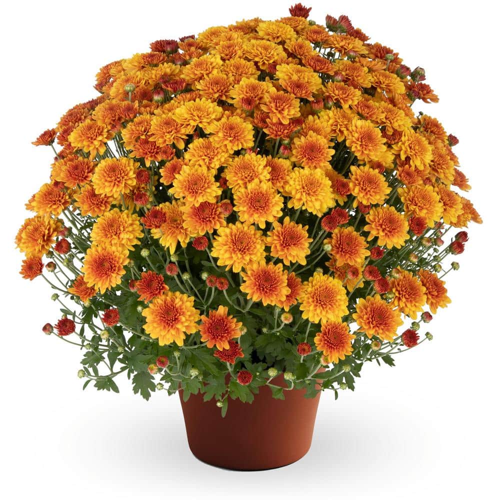 Pure Beauty Farms Chrysanthemum (Mum) Orange Live Plant in 8.5 in. Deco ...