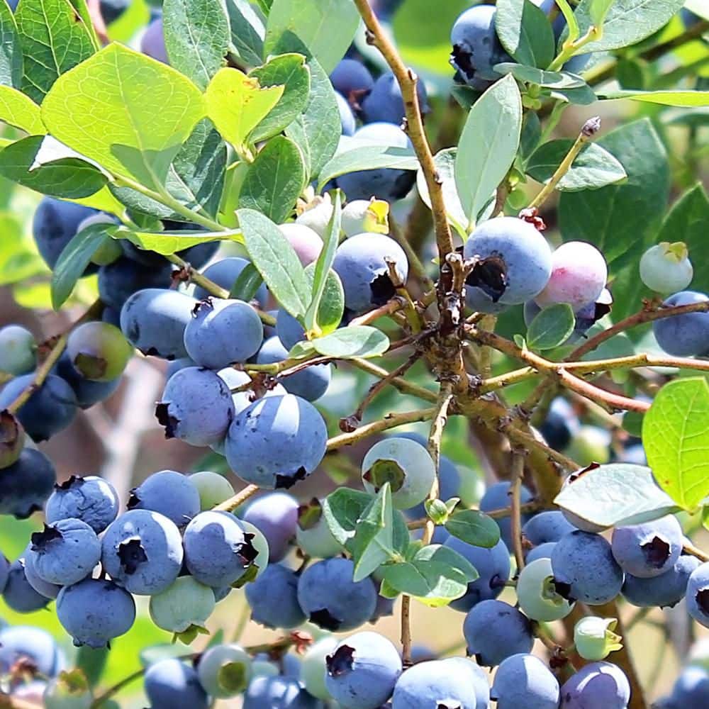 5 Gal. Windsor Southern Highbush Blueberry Plant BLUWIN05G - The Home Depot