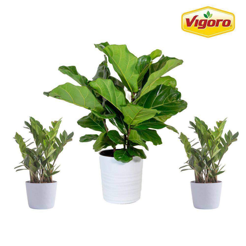 Vigoro 10 in. Lyrata Bush and (2) 6 in. ZZ Plant in White Decor Planter, (3 Pack) ML-LZZ-S-VPW ...