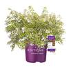 FIRST EDITIONS 2 Gal. Vanilla Brandy Abelia Shrub with White Blooms ...
