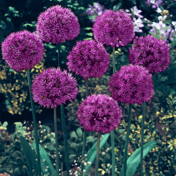 Van Bourgondien Purple Sensation Allium Dormant Spring Flowering Bulbs ...