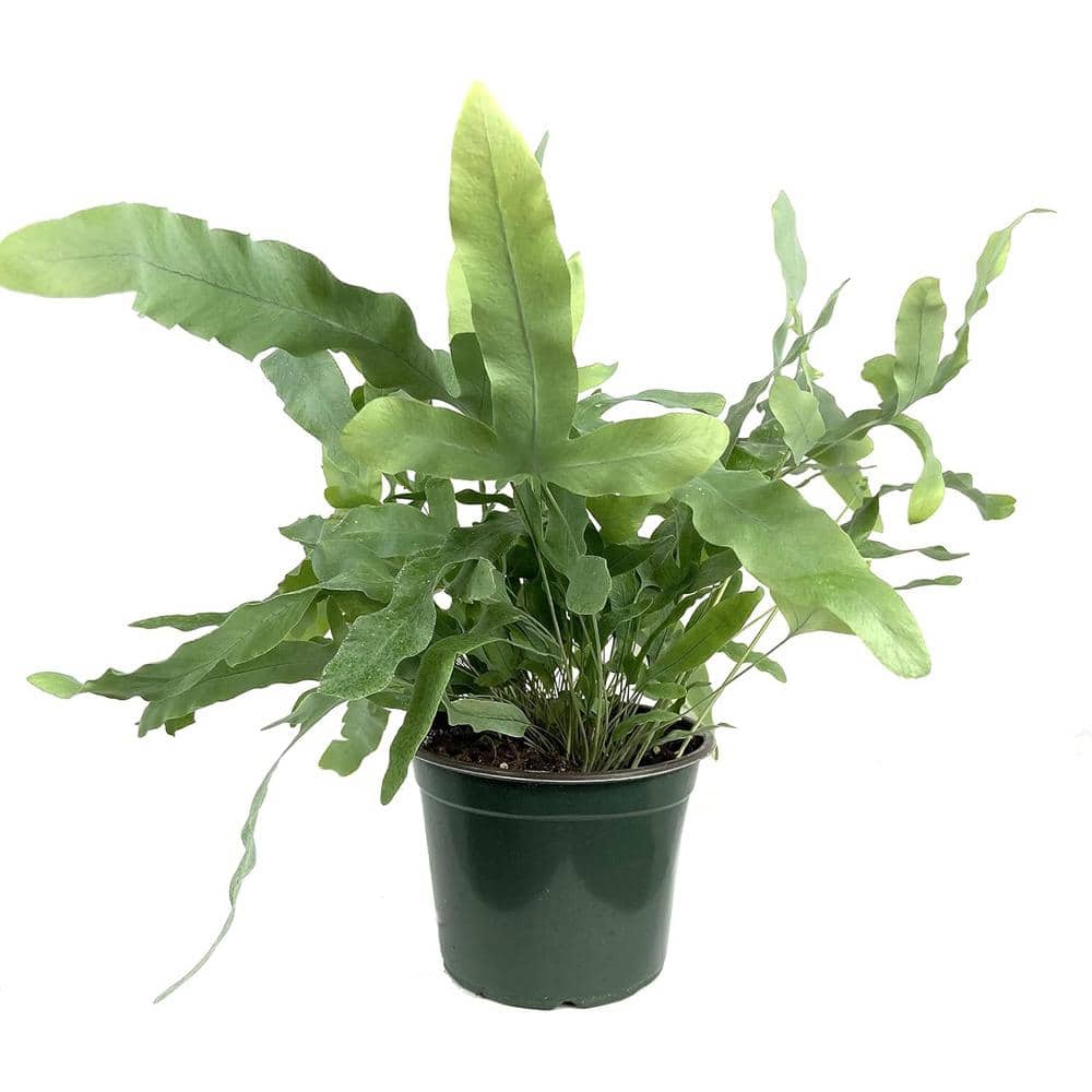 Wekiva Foliage Blue Star Fern-Live Plant in a 6 Inch Pot-Phlebodium ...