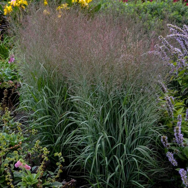 Proven Winners 0.65 Gal. Prairie Winds Cheyenne Sky Red Switch Grass ...