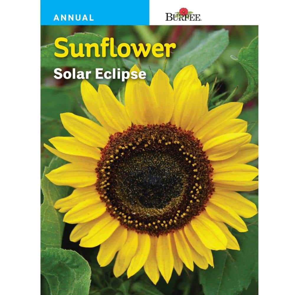 Burpee Sunflower Solar Eclipse Seed 32033 - The Home Depot