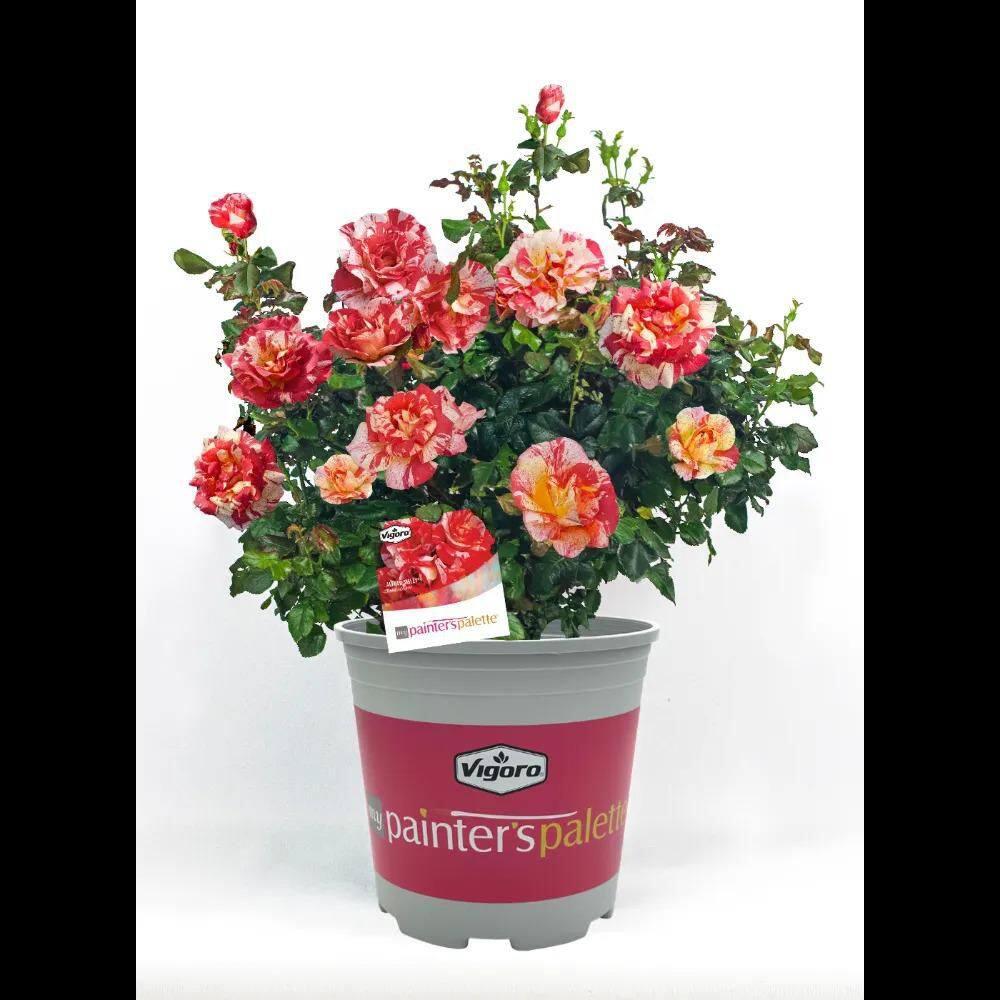 Vigoro 2 Gal. Alfred Sisley Rose Plant with Salmon Orange Blooms 17433 ...