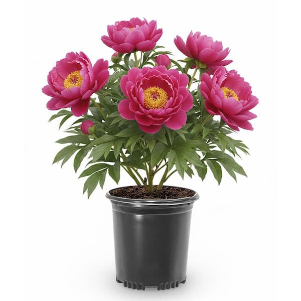 Peony - Perennials - The Home Depot