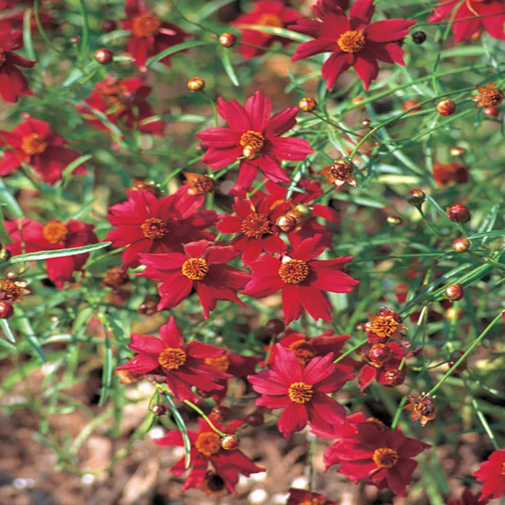 #1 Red Elf Tickseed Plant 74432 - The Home Depot