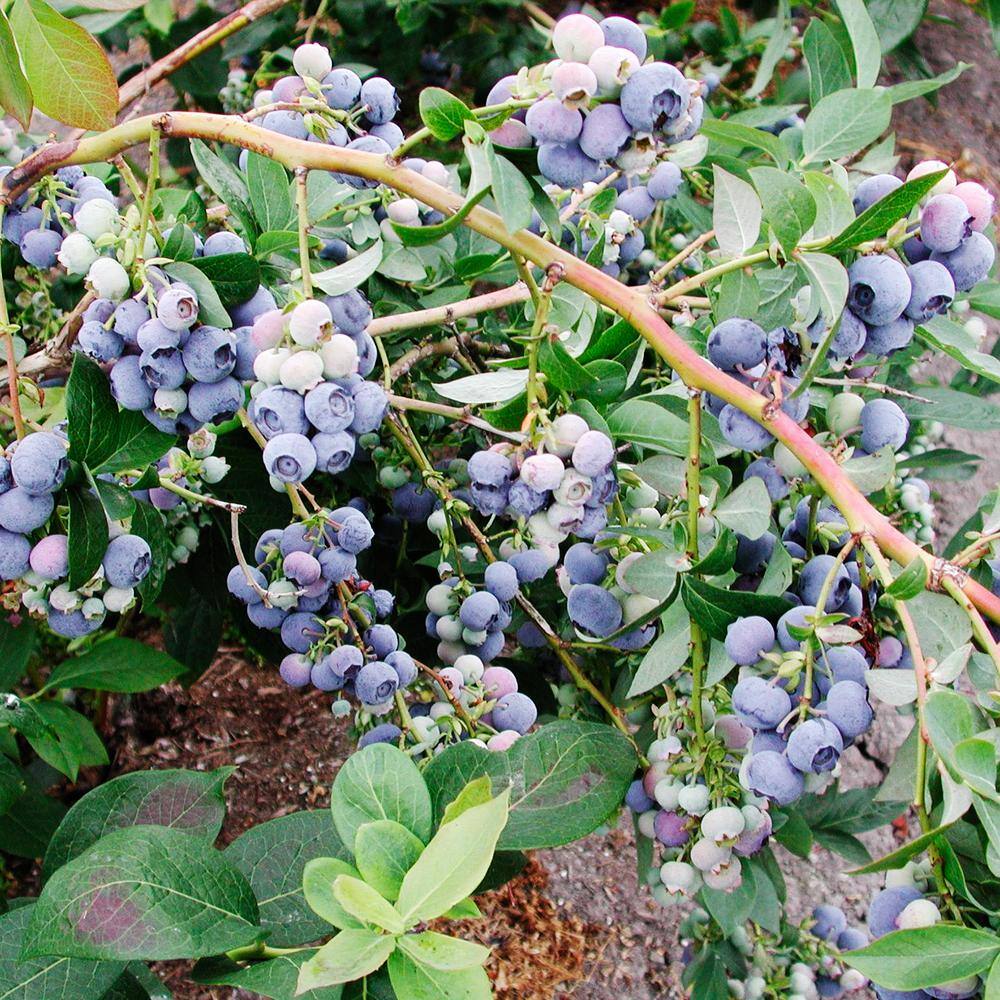 Gurney's Spartan Blueberry Bush Deciduous Dormant Bare Root Fruit ...