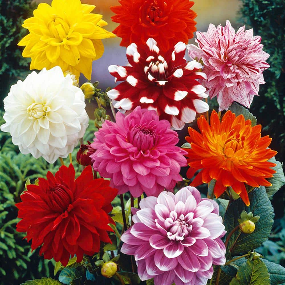 VAN ZYVERDEN Van Zyverden Dahlias Decorative Mixed Quantity Landscape ...