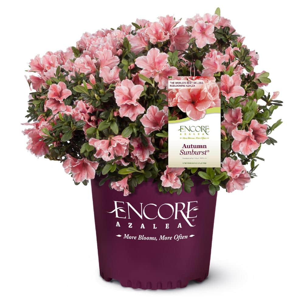 ENCORE AZALEA 2 Gal. Autumn Sunburst Azalea Shrub with Coral Pink with ...