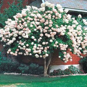 Spring Hill Nurseries Pee Gee Hydrangea Tree Live Bare Root Plant with ...