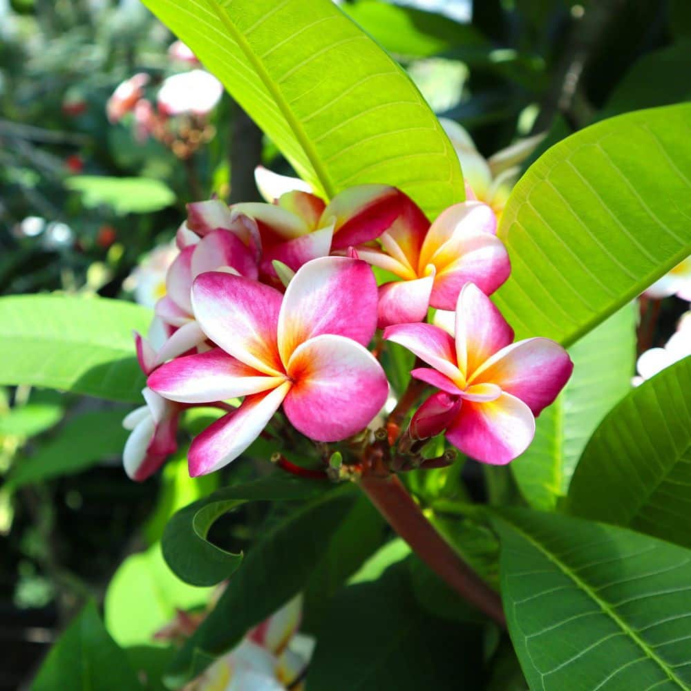 national PLANT NETWORK 1 gal. Plumeria Mabela Plant with Multicolor ...