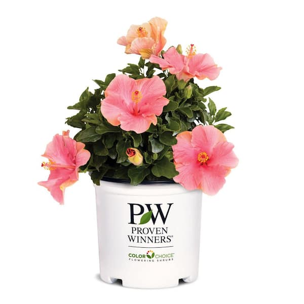 Proven Winners 1 Gal. Hollywood Hibiscus Hot Shot Tropical Hibiscus ...