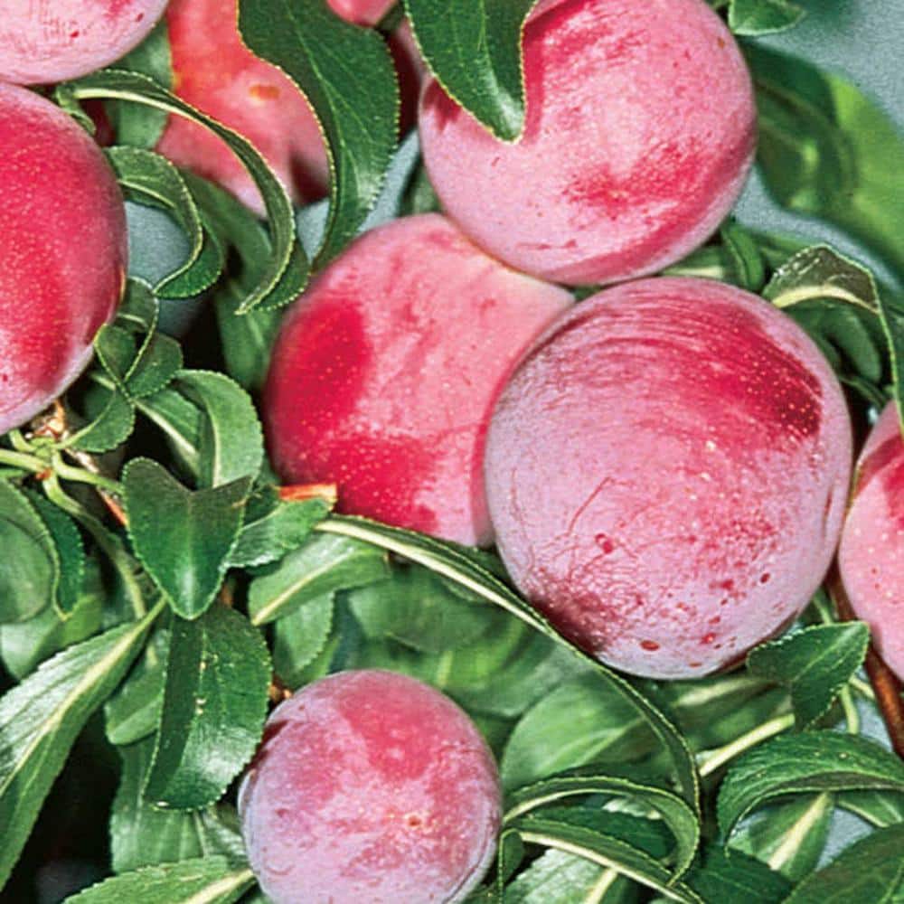 DIRECT GARDENING Ruby Sweet Plum Dormant Bare Root Standard Fruiting ...