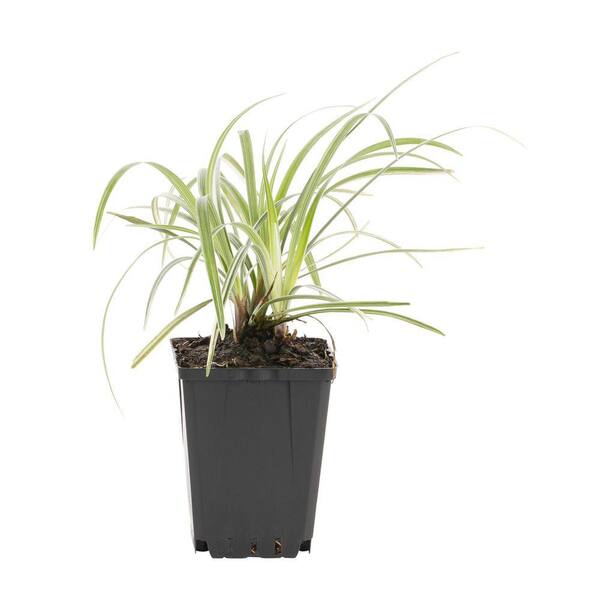 ALTMAN PLANTS 2.5 qt. Liriope Variegated Aztec Grass Shrub 1001672187 ...