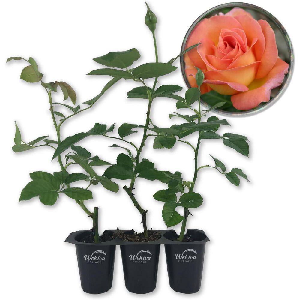 Wekiva Foliage Tahitian Sunset Rose Bush-3 Live Starter Plants in 2 ...