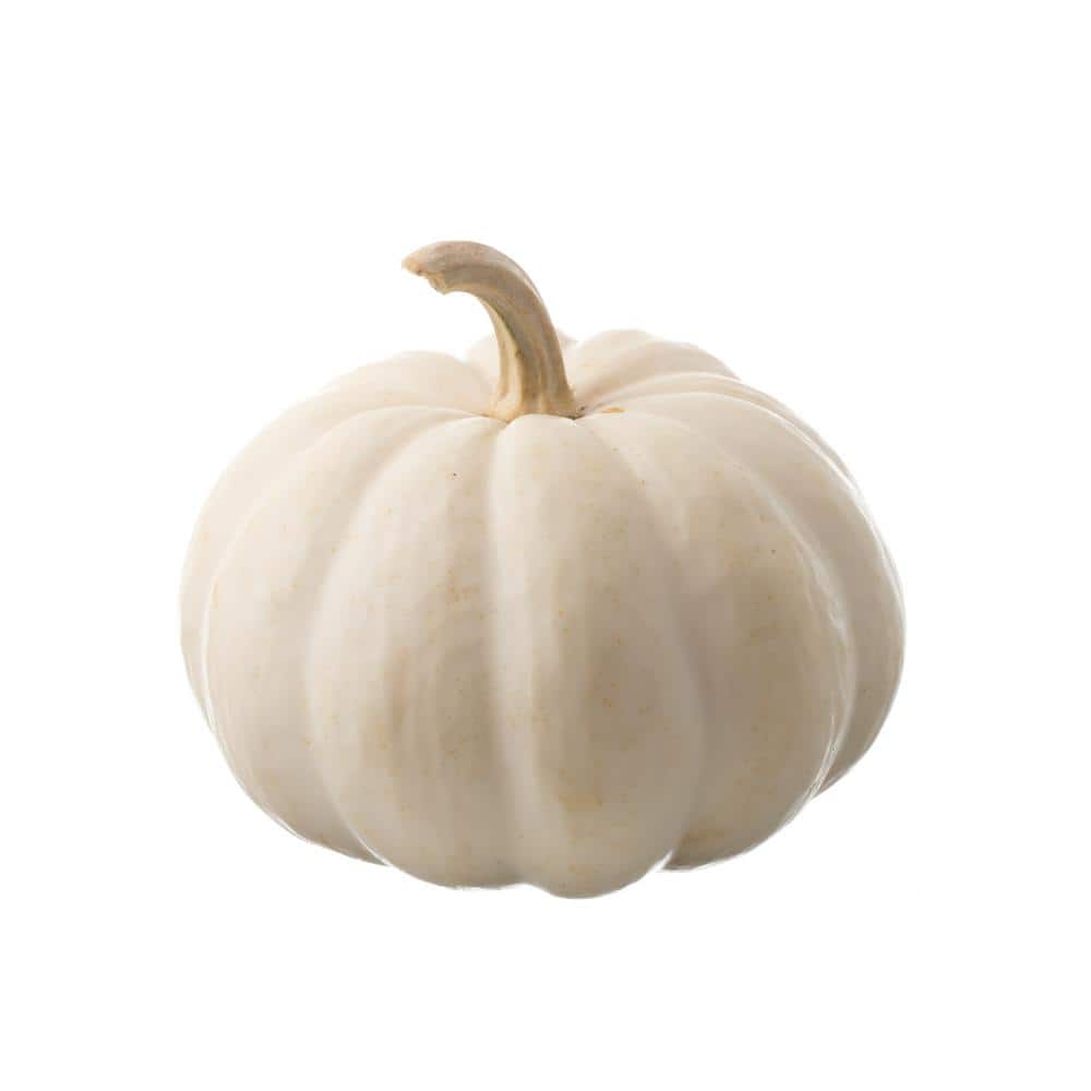 Online Orchards Live White Moon Pumpkin Freshly Harvested for Fall ...