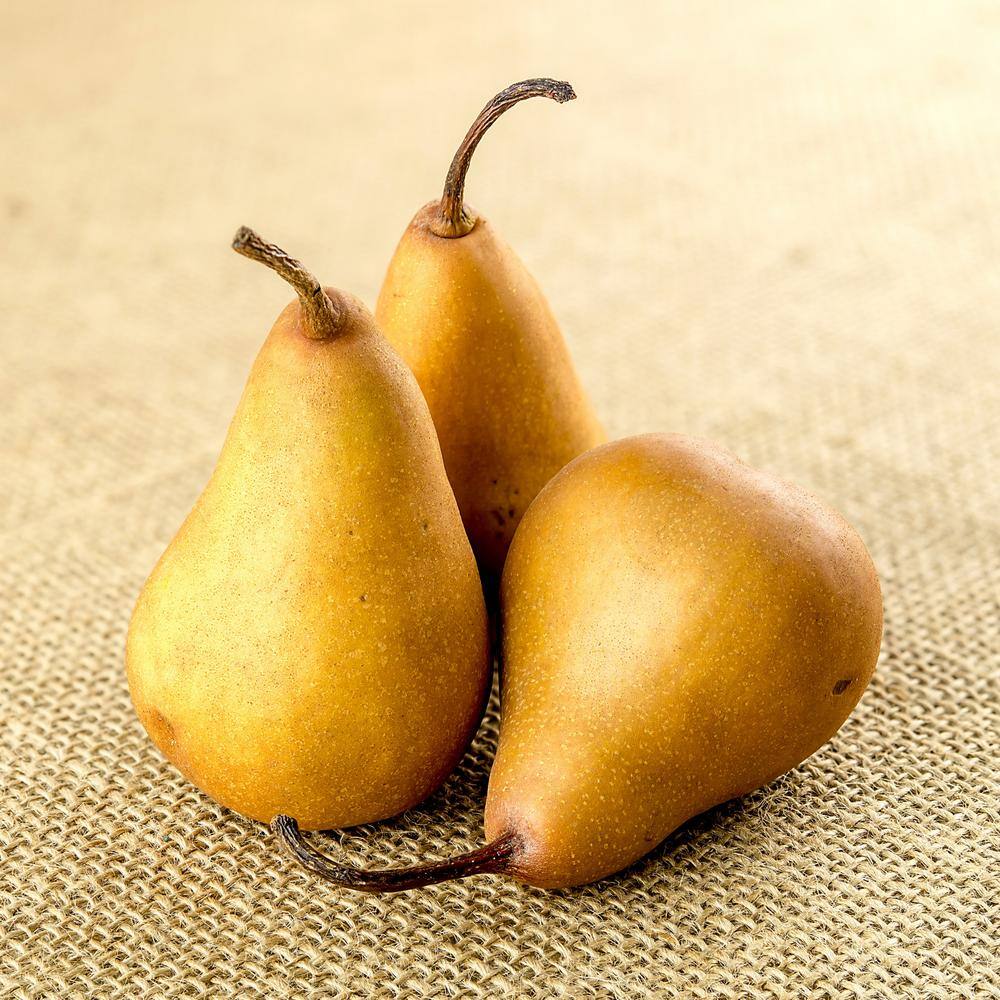 Alder & Oak #5 Container Golden Russet Pear Tree FRGR05 - The Home Depot