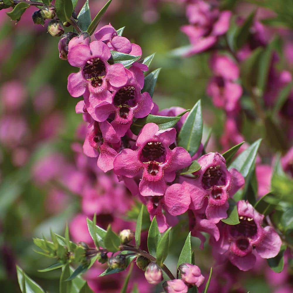 Vigoro Angelonia Raberry (306-Pack) Annual Plant with Purple Flowers ...