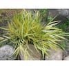 Online Orchards 1 Gal. Aureola Japanese Forest Grass - Unique Golden ...