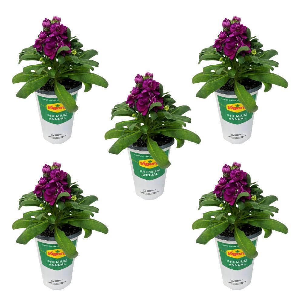 Vigoro 1 Qt. Stock Deep Rose Matthiola Incana Annual Plant with Deep ...