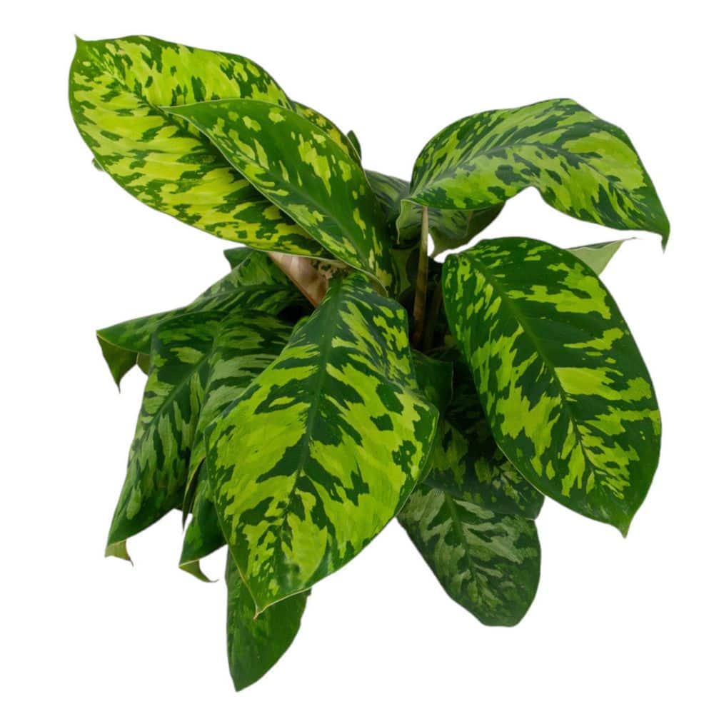 national PLANT NETWORK 4 in. Homalomena Camouflage Plant in Grower ...